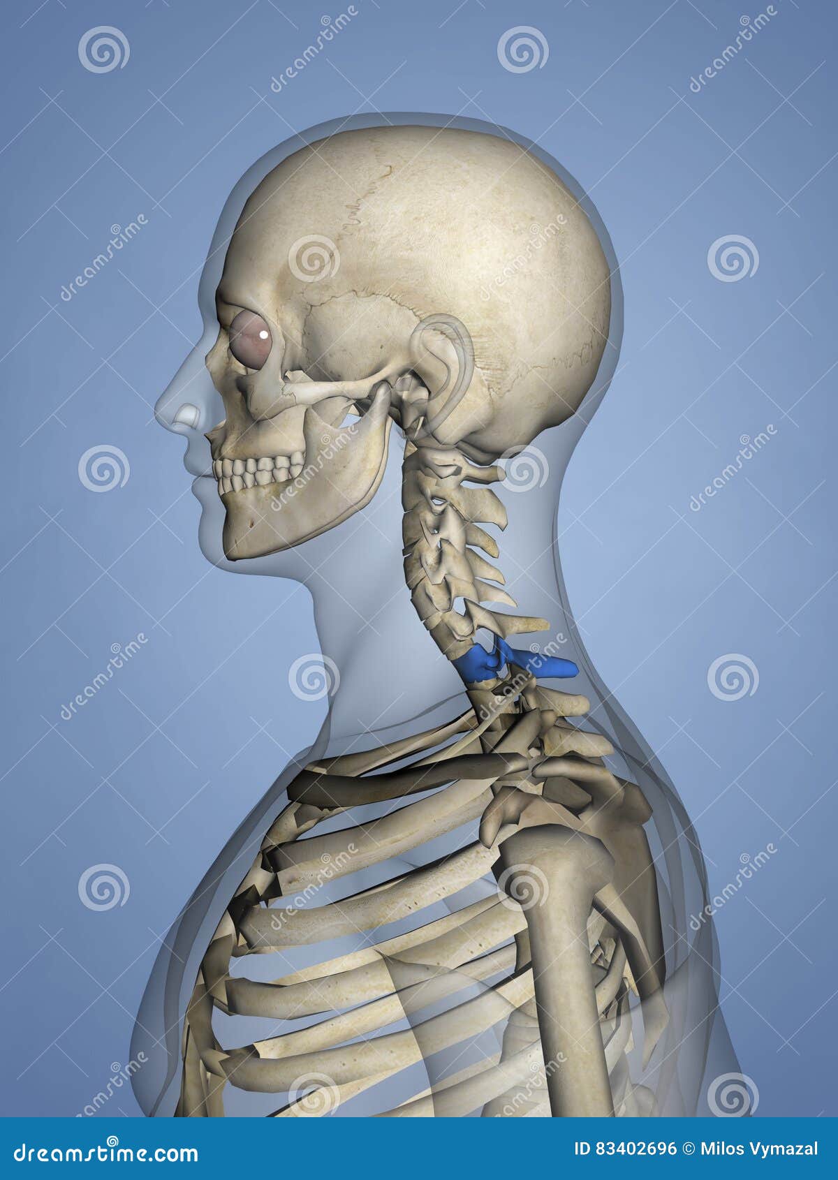 Cervical Vertebrae M-SKEL C7-l-2, 3D Model Stock Illustration ...