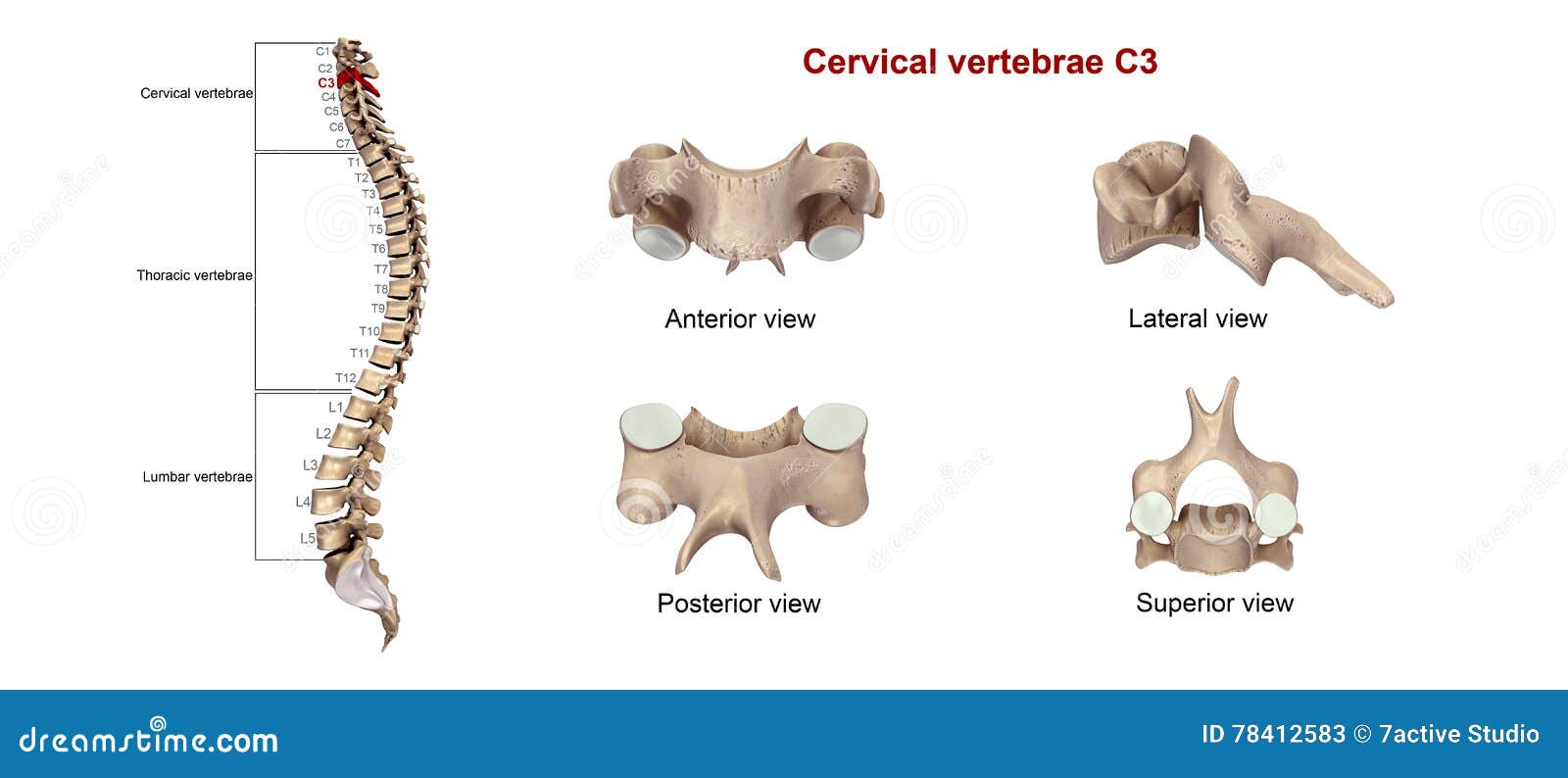 Cervicale Ruggewervels C3 stock illustratie. Illustration of anatomie ...