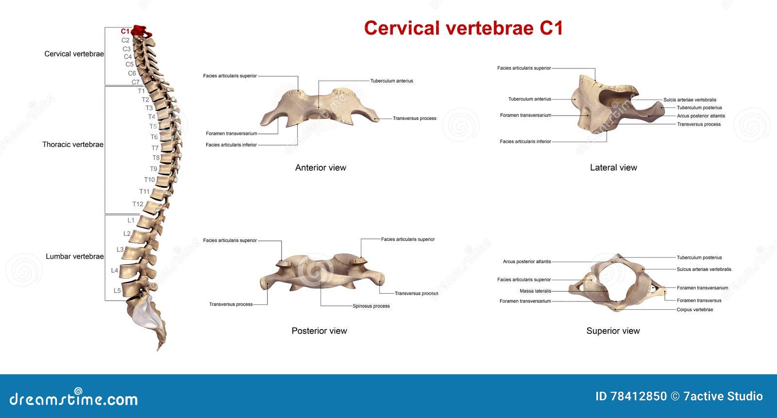 Cervicale Ruggewervels C1 stock illustratie. Illustration of beenderen ...
