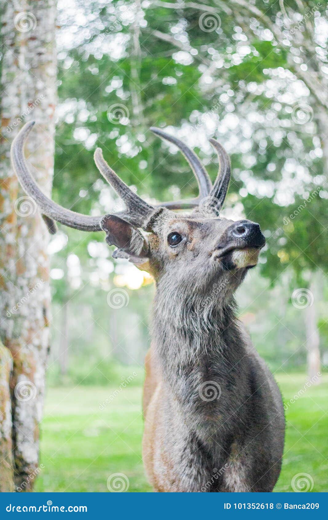 Cervidae arkivfoto. Bild av angus, europa, vitryssland - 101352618