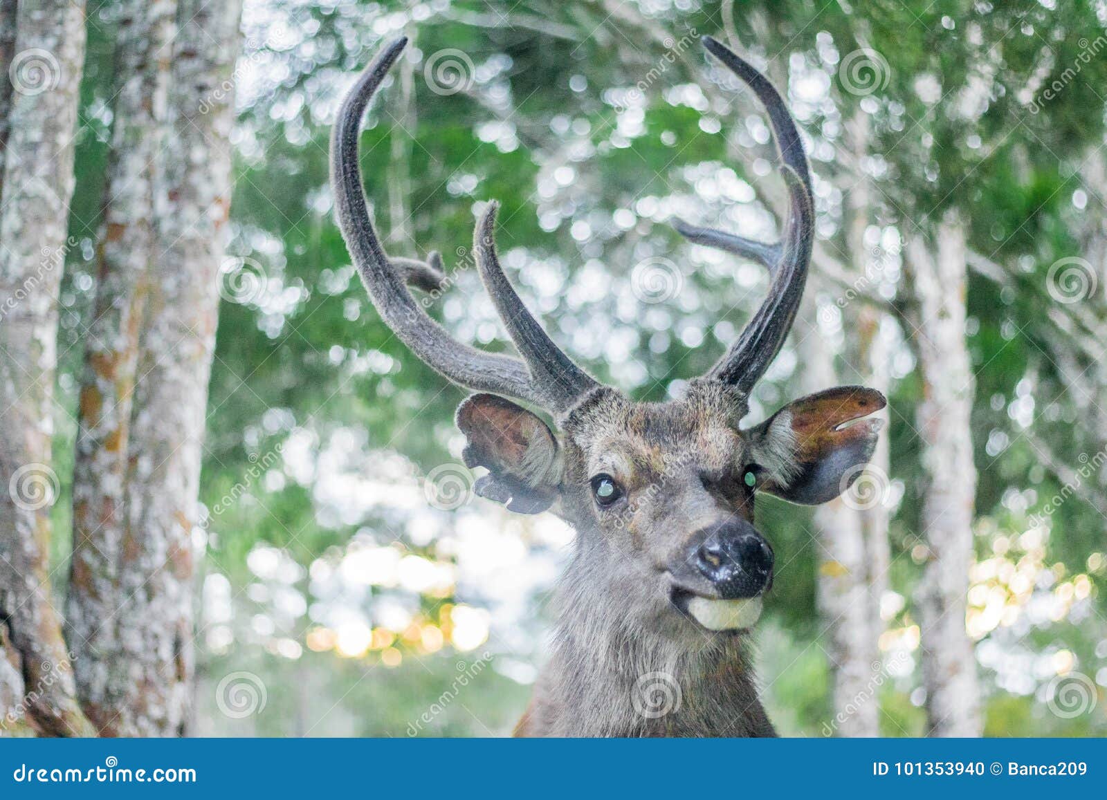 Cervidae 库存照片. 图片 包括有 小鹿, 牡鹿, 牛仔, 典雅, 动物区系, 成人, 横向, 字段 - 101353940