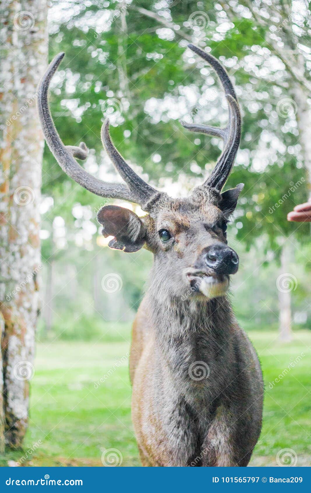 Cervidae стоковое изображение. изображение насчитывающей туманнейше ...