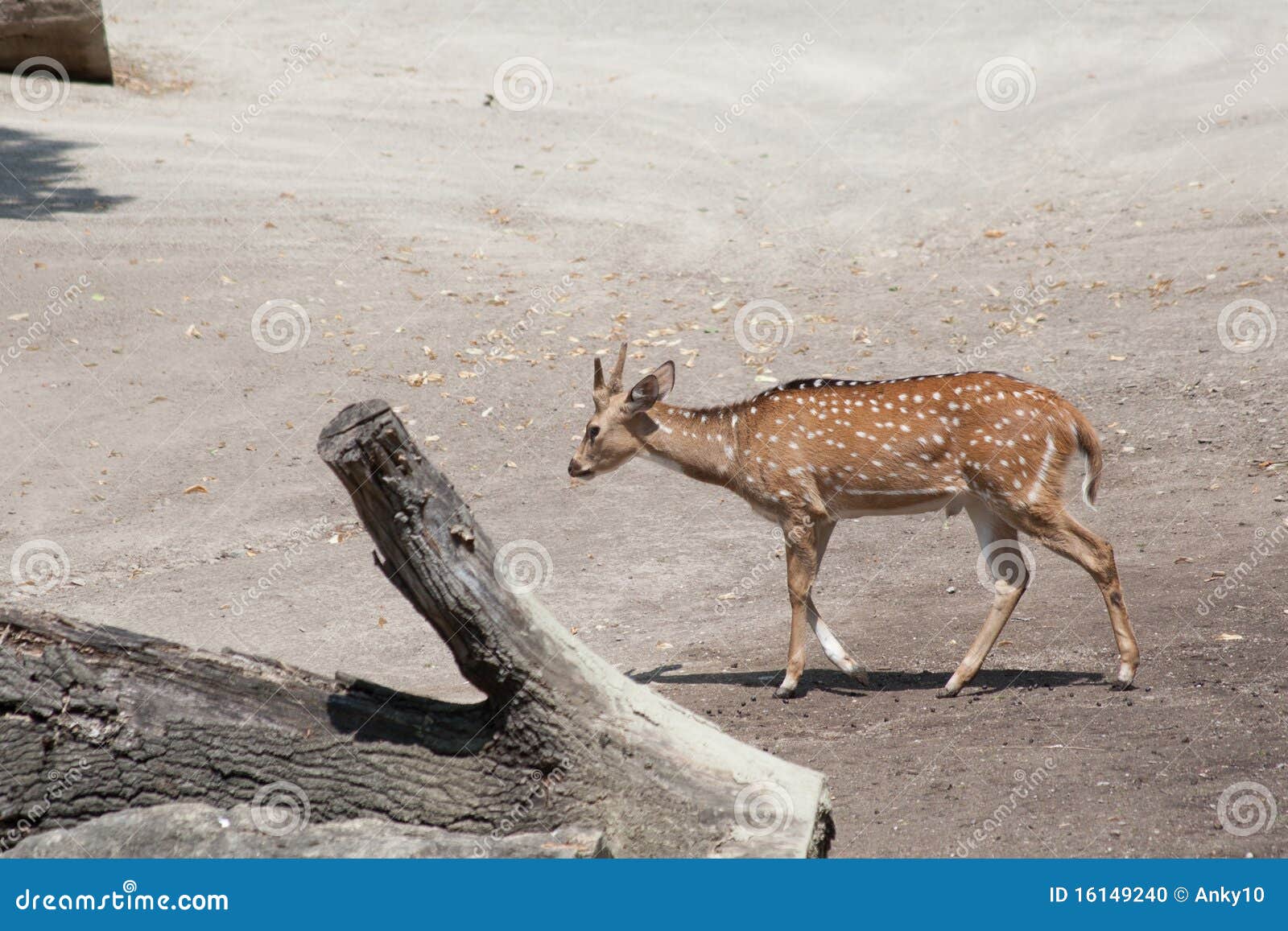 Cervidae stock photo. Image of beautiful, mammal, fawn - 16149240