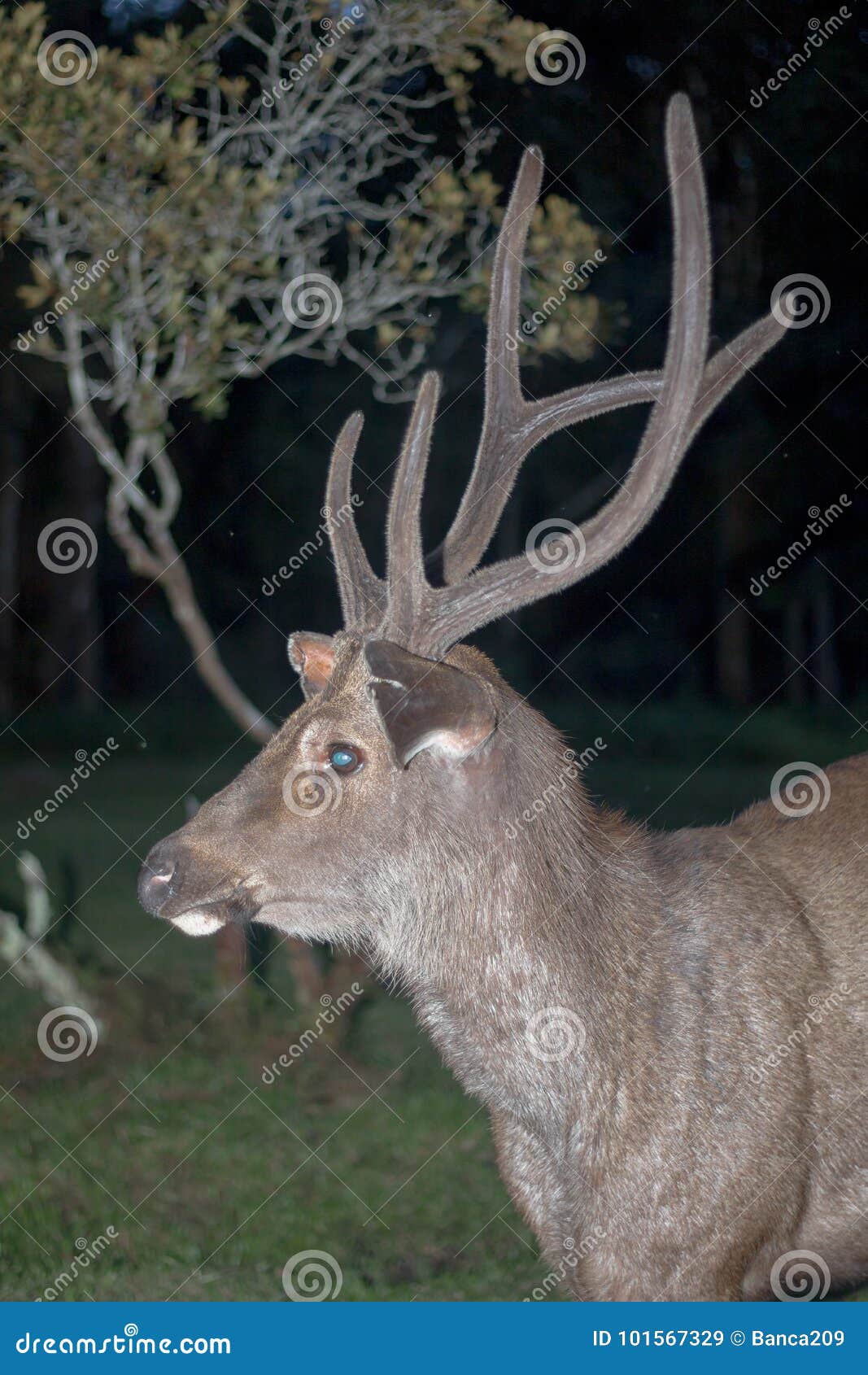Cervidae de la noche imagen de archivo. Imagen de pista - 101567329