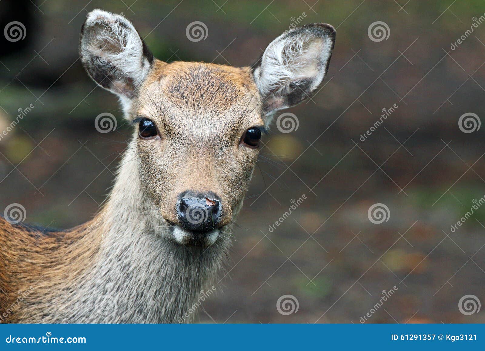 Cervine stock image. Image of animal, forest, hunt, mammals - 61291357