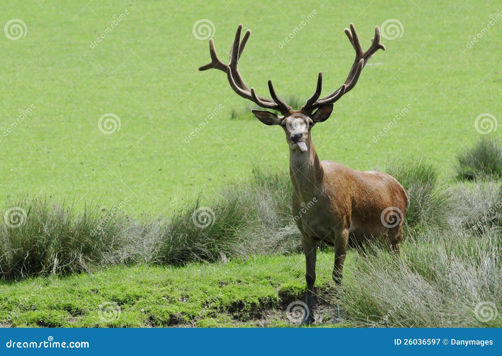Cervos imagem de stock. Imagem de carrinho, parque, galhardetes - 26036597