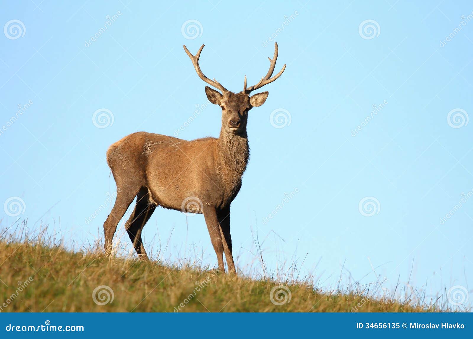 Cervos imagem de stock. Imagem de chifre, hirsuto, cervos - 34656135