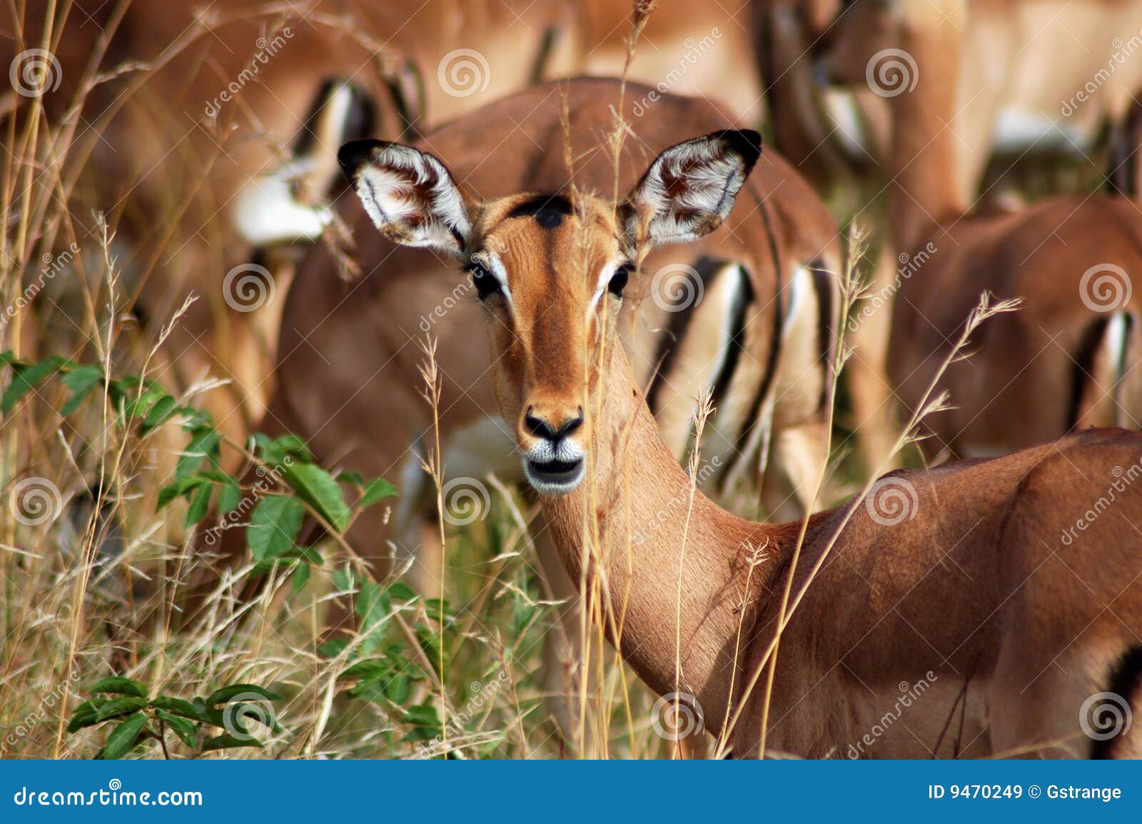 Cervos africanos do Impala imagem de stock. Imagem de animais - 9470249