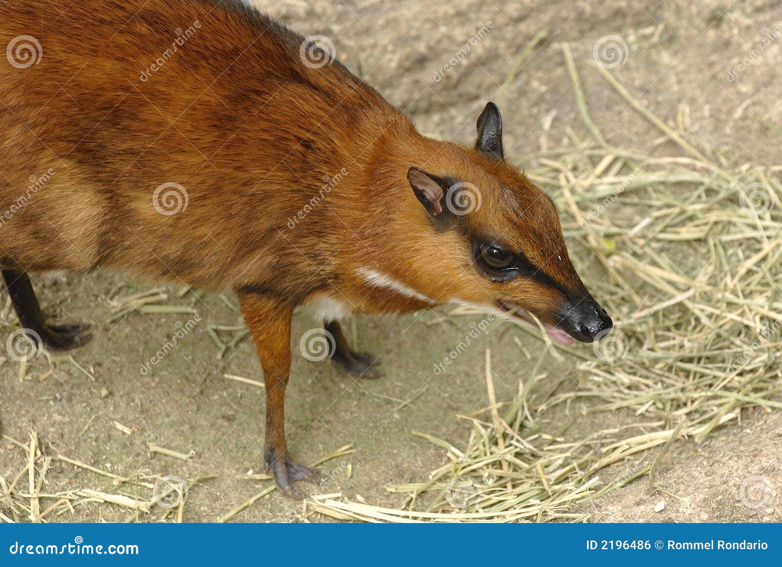 Cervos de rato 2 foto de stock. Imagem de selvagem, wildlife - 2196486