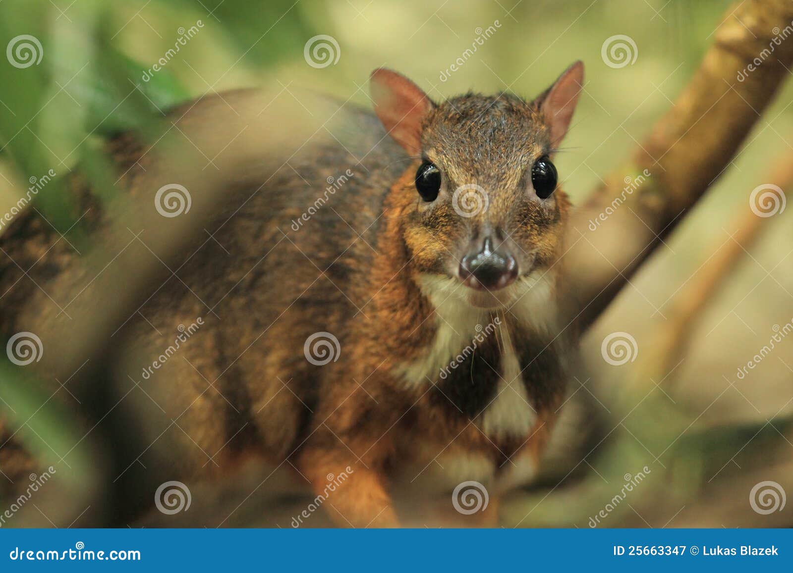 Cervos de rato de Java imagem de stock. Imagem de cervos - 25663347