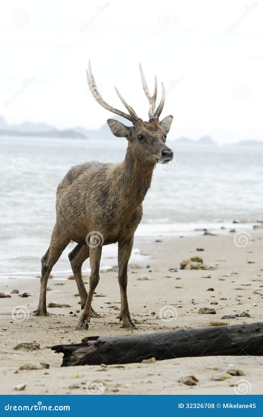 Cervos De Timor Ou De Rusa, Timorensis Do Cervus Foto de Stock - Imagem ...