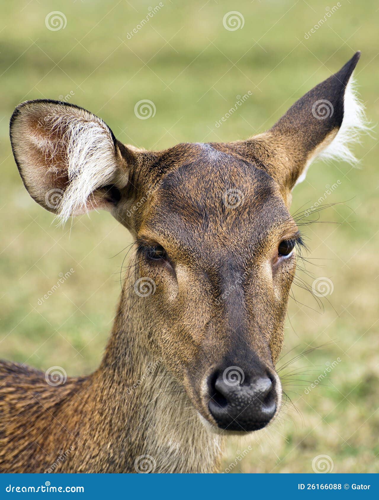 Cervos do rusa de Javan foto de stock. Imagem de animal - 26166088