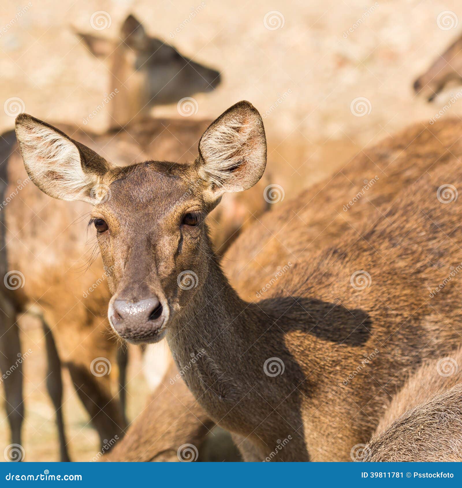 Cervos do rusa de Javan imagem de stock. Imagem de animal - 39811781