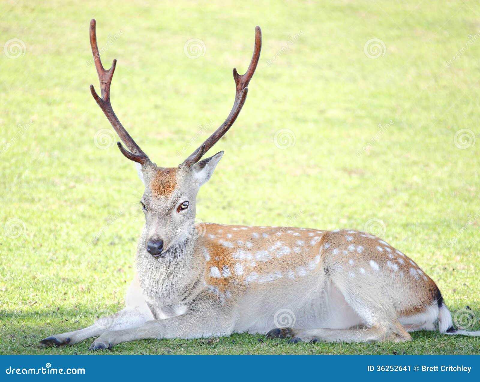 Cervos do veado imagem de stock. Imagem de macho, wildlife - 36252641