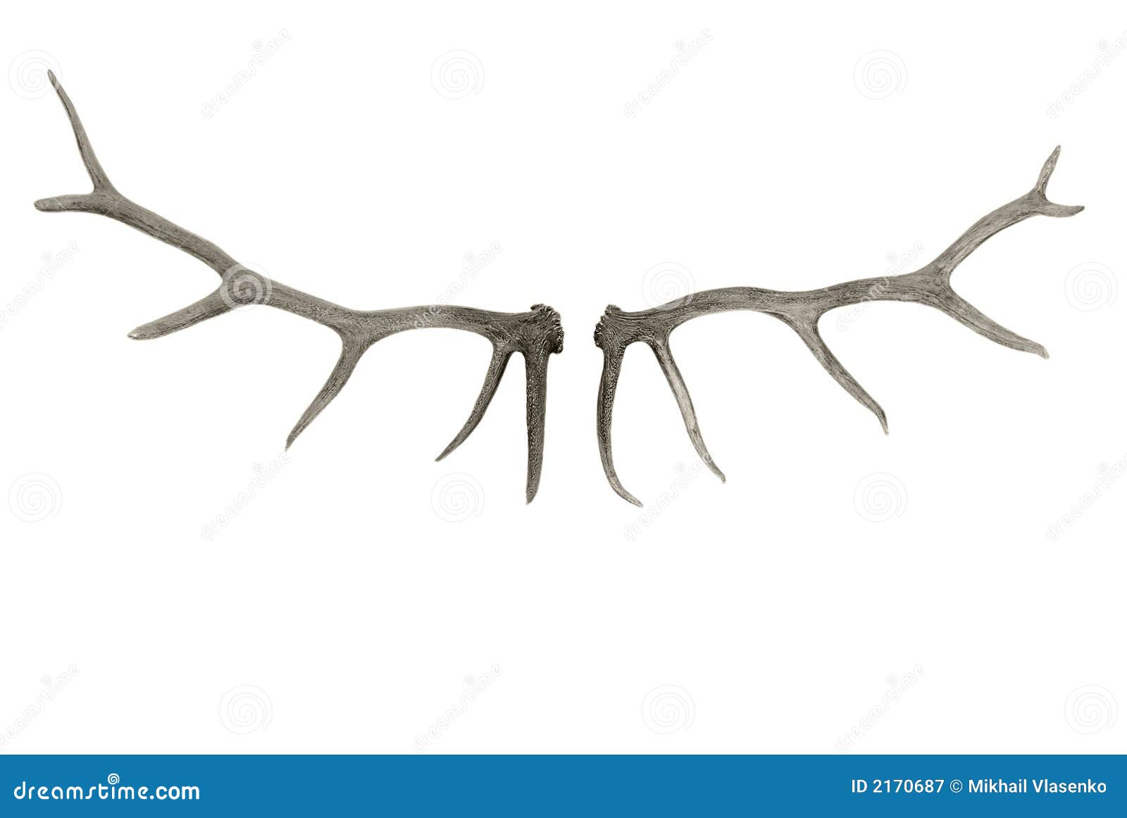 Single Deer Antler Drawing