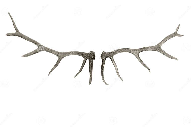 Cervus antler stock image. Image of cervus, horned, animals - 2170687