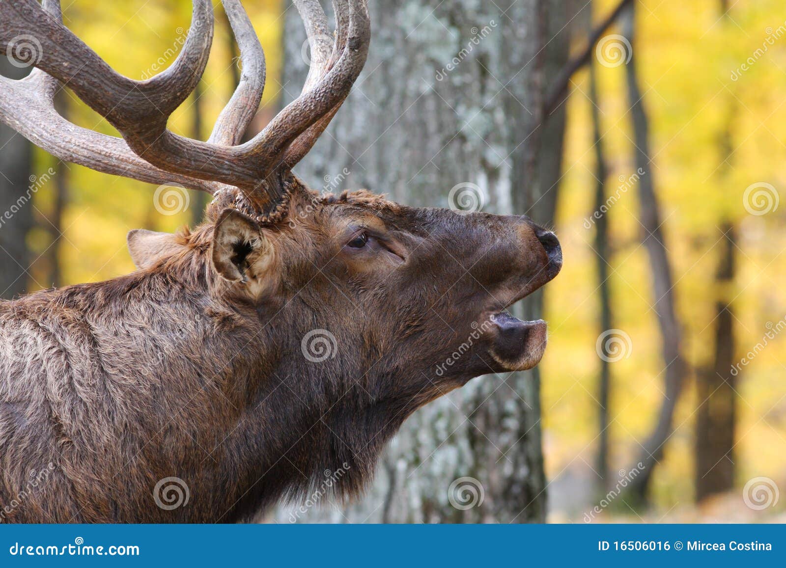 Cervus canadensis stock photo. Image of santa, trophies - 16506016