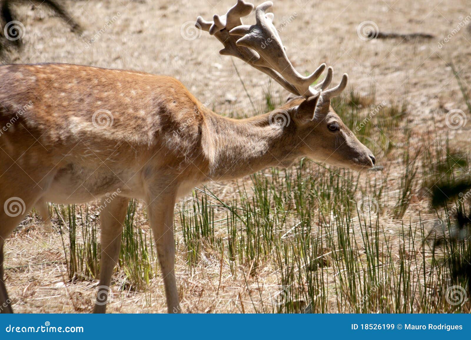 Cervus Dama deer stock image. Image of nature, european - 18526199