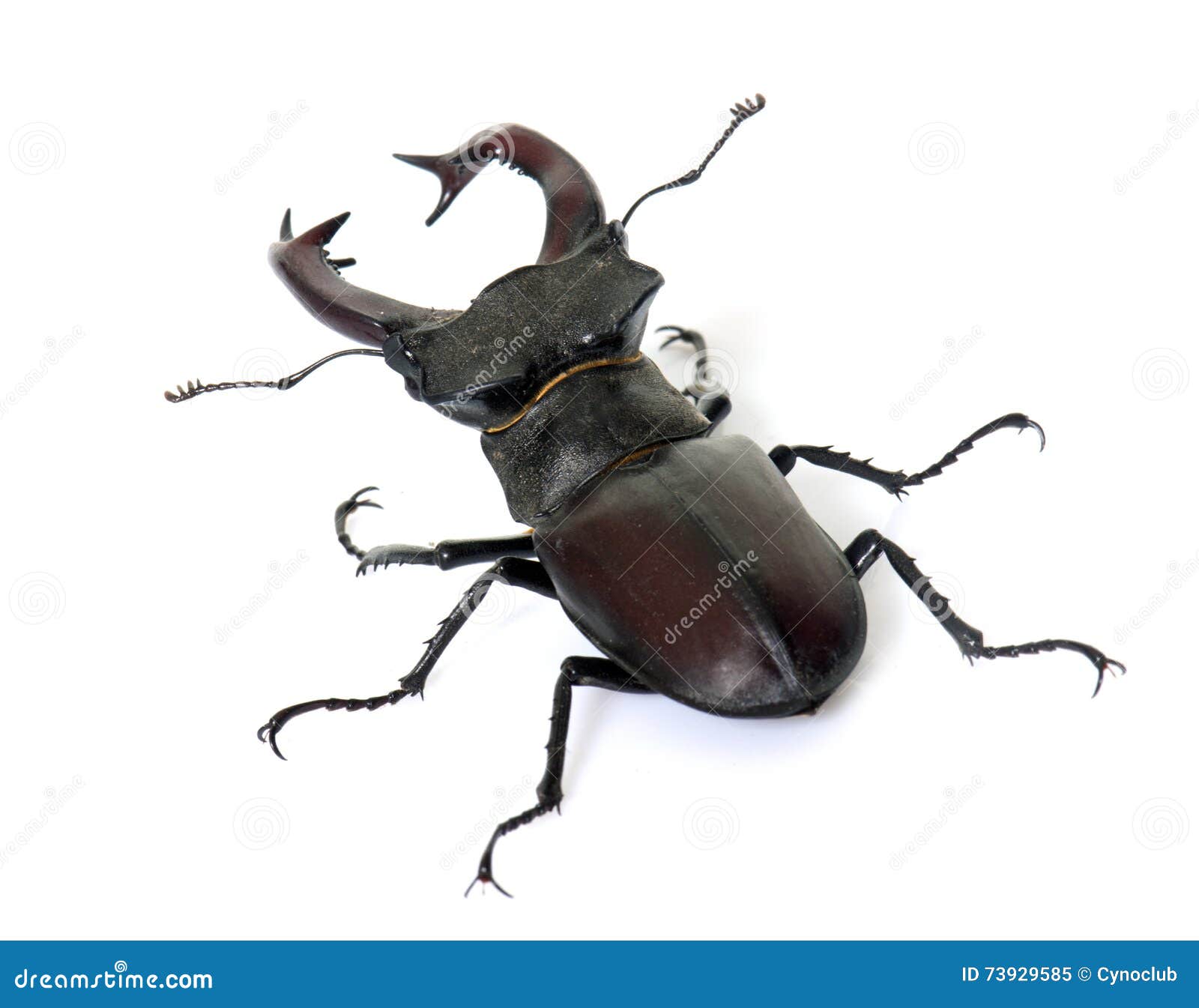 Cervus De Lucanus Dans Le Studio Image stock - Image du grand ...