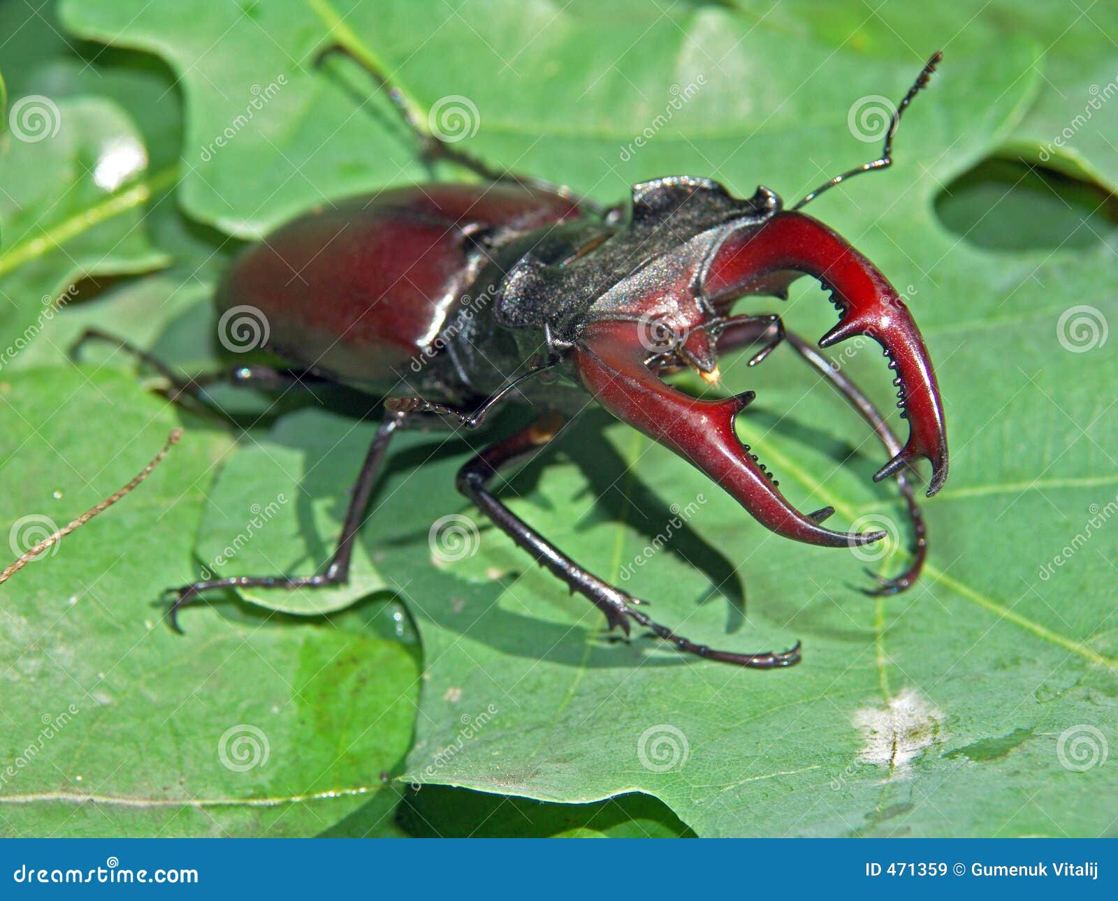 Cervus Di Lucanus Dello Scarabeo Immagine Stock - Immagine di quercia ...