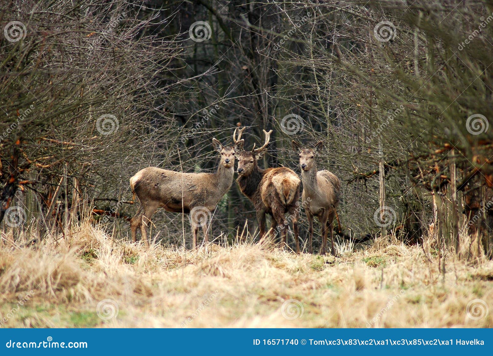 Cervus Elaphus stock photo. Image of mammal, antler, buck - 16571740
