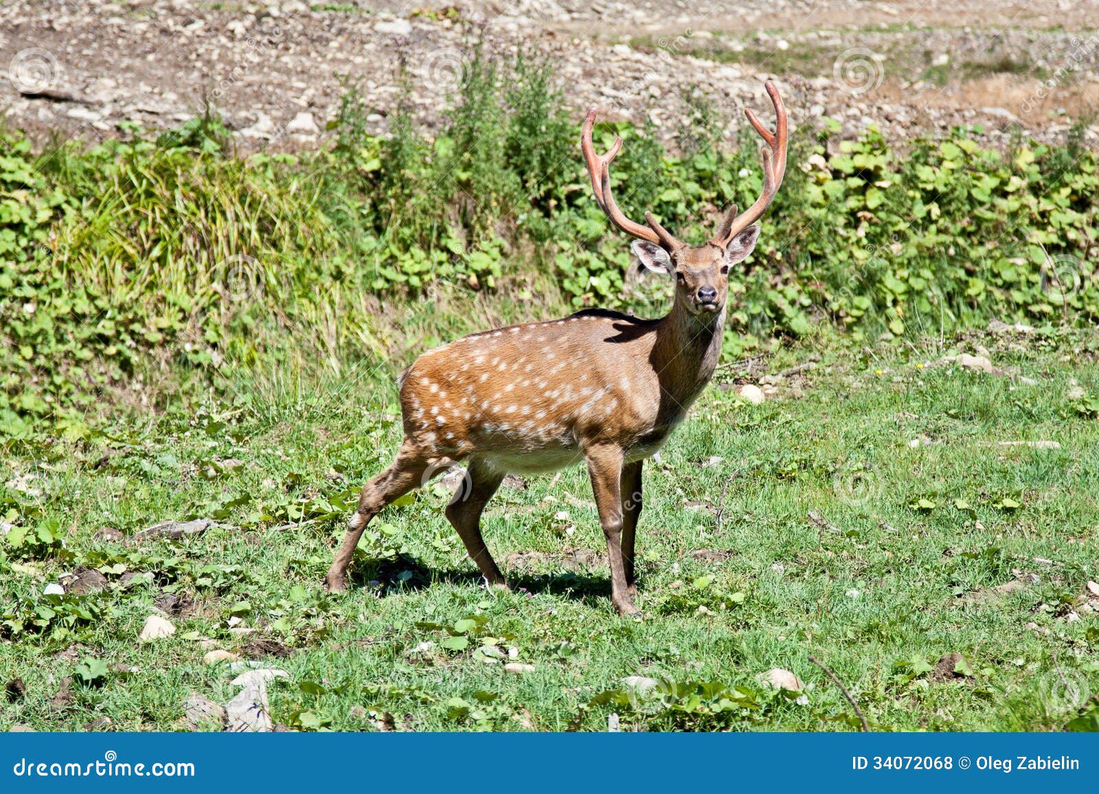 Cervus nippon stock photo. Image of buck, mammal, cervidae - 34072068