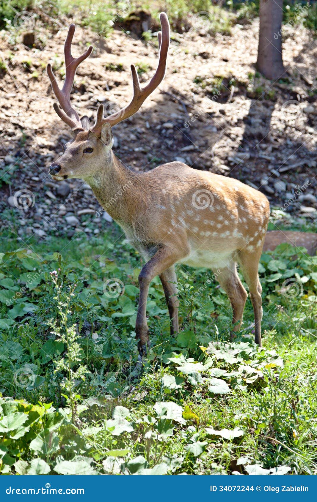 Cervus nippon stock photo. Image of buckhorn, cervinae - 34072244