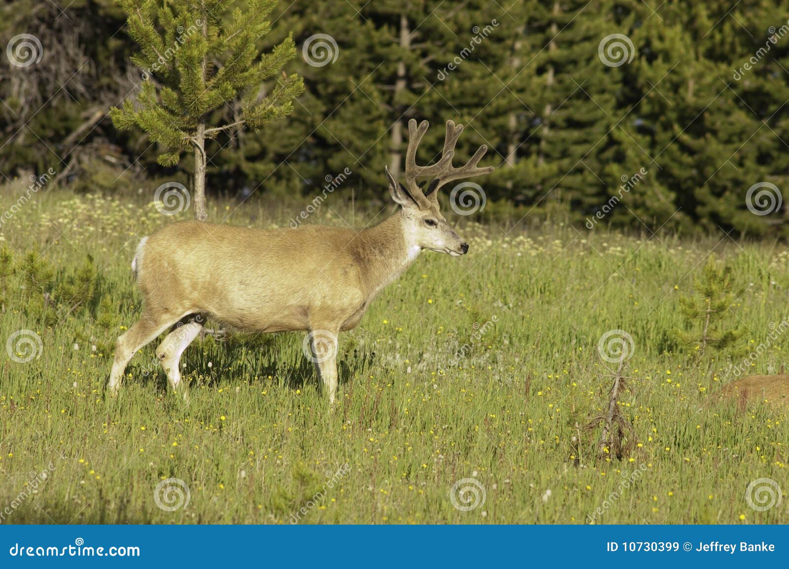 Cervus - Odocoilus Hemionus Stock Image - Image of male, fighting: 10730399