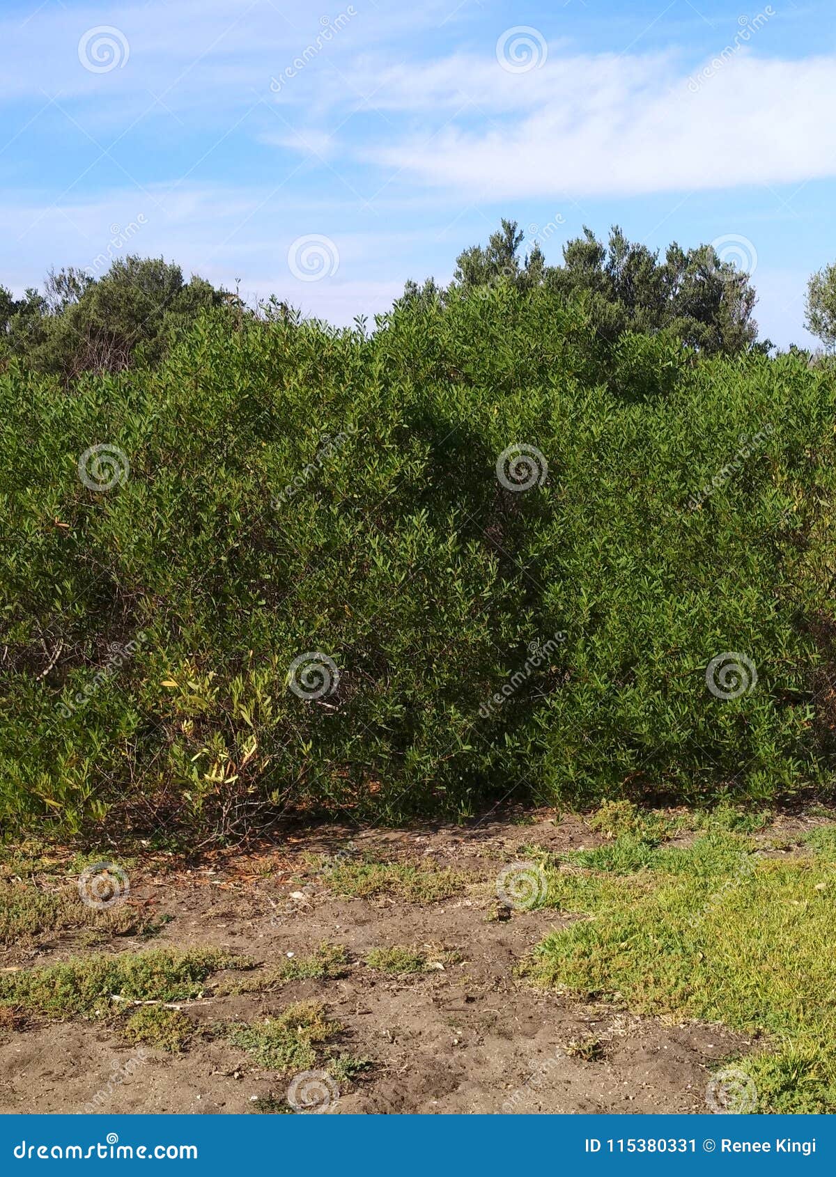 Cespugli immagine stock. Immagine di cespugli, sporcizia - 115380331