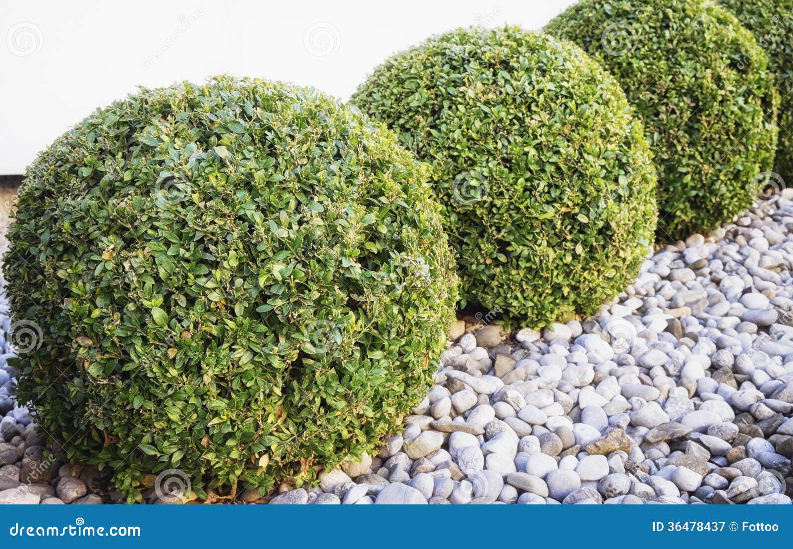 Cespugli immagine stock. Immagine di eleganza, ornamentale - 36478437