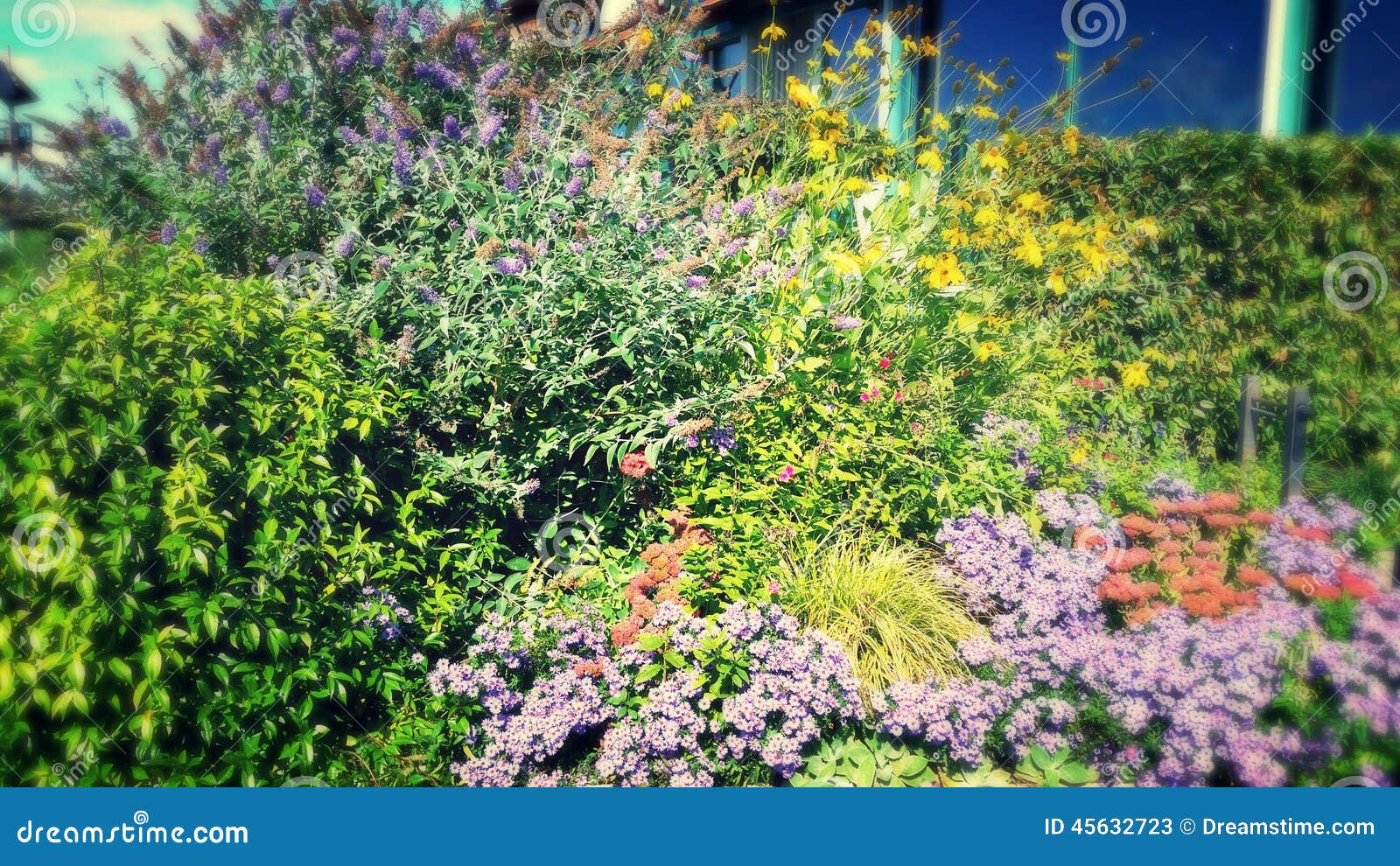 Cespugli del Wildflower immagine stock. Immagine di esterno - 45632723