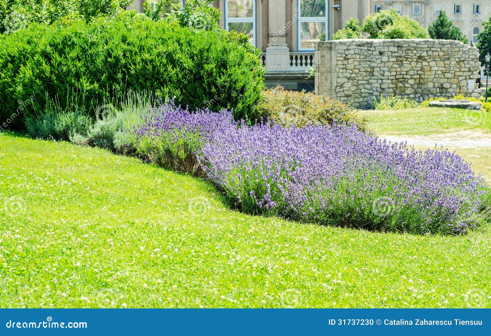 Cespugli della lavanda fotografia stock. Immagine di prato - 31737230