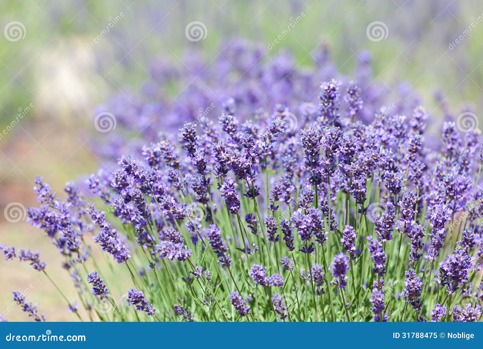Cespugli della lavanda immagine stock. Immagine di california - 31788475