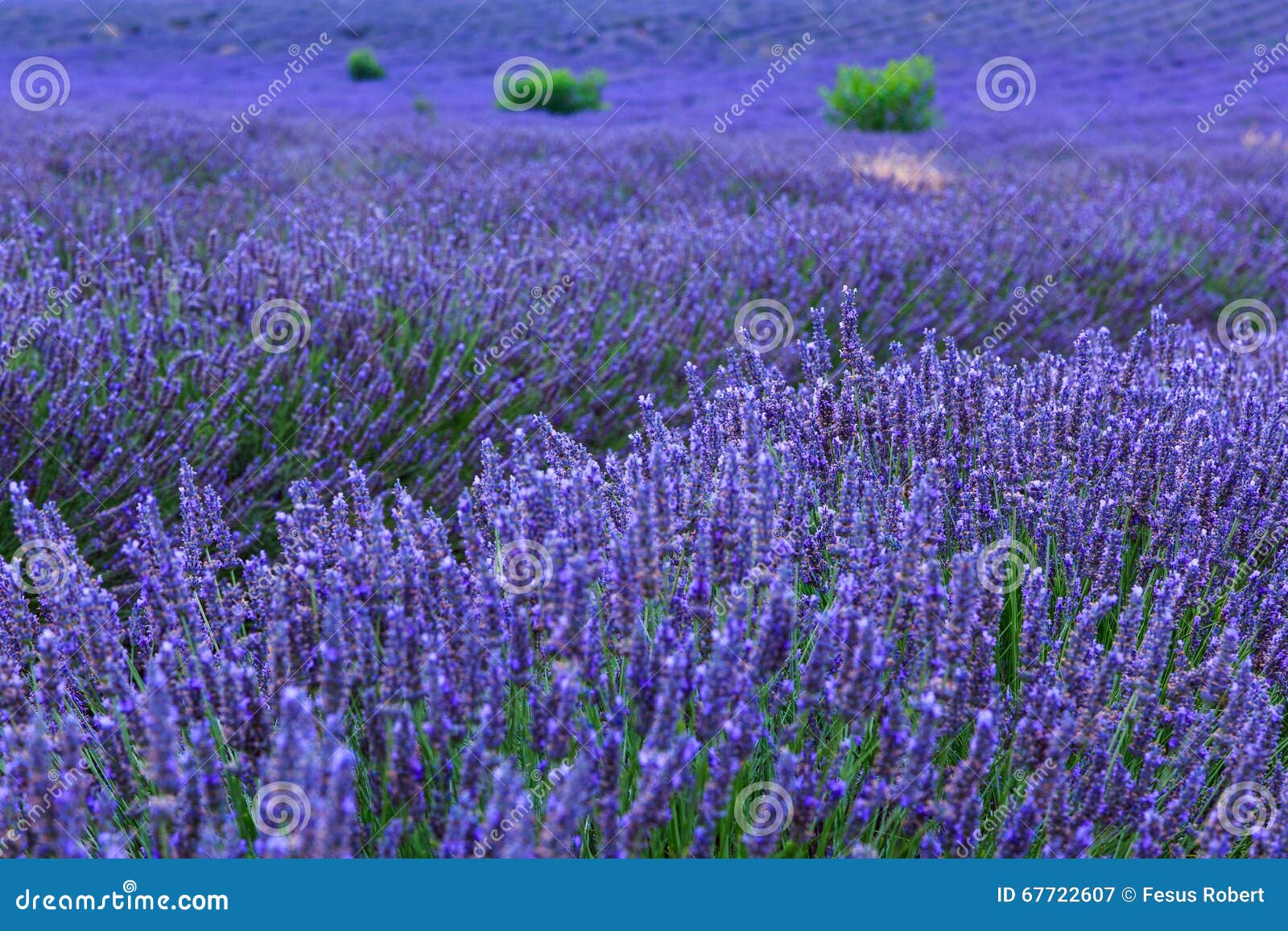 Cespugli Della Lavanda Nelle Lunghe File Immagine Stock - Immagine di ...