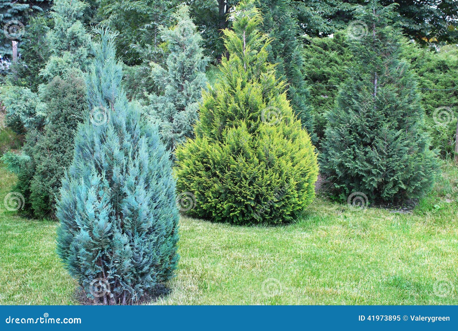 Cespugli di ginepro immagine stock. Immagine di estate - 41973895