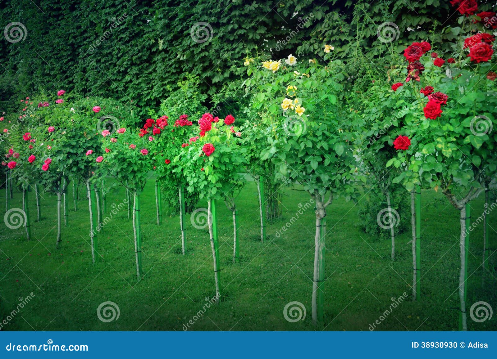 Cespugli di rose fotografia stock. Immagine di fiore - 38930930