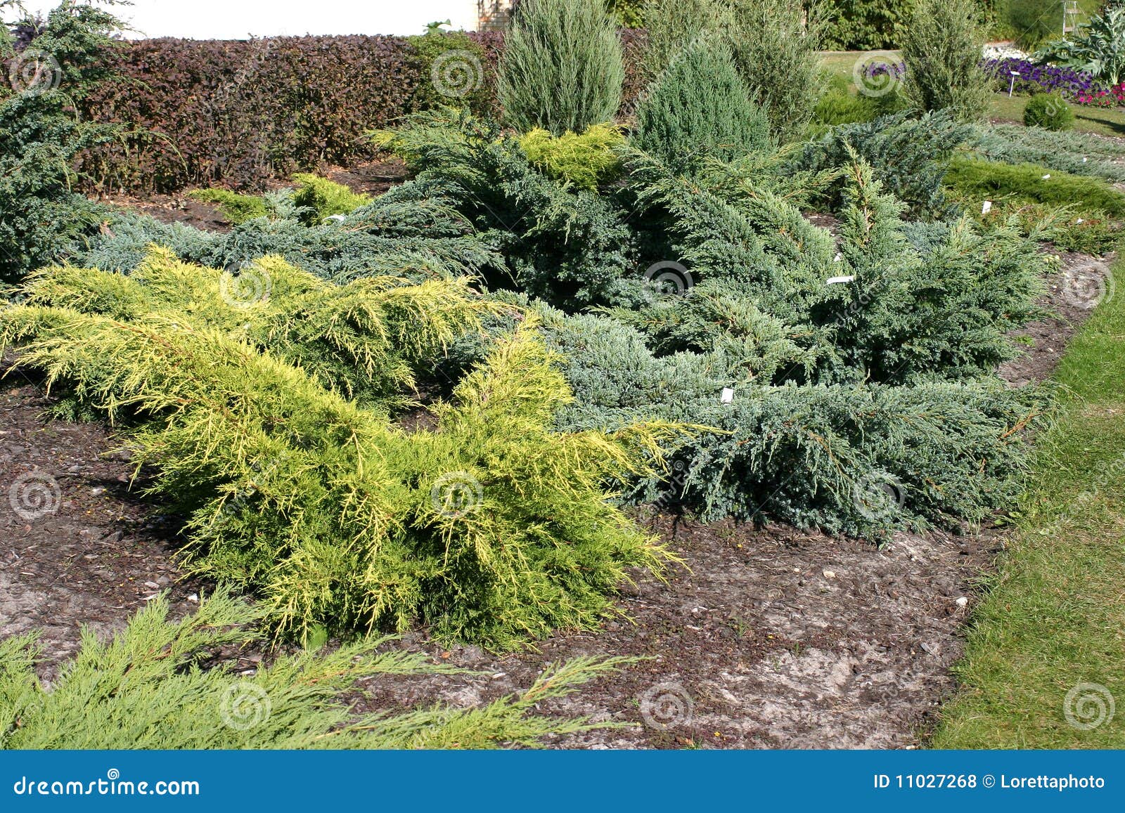 Cespugli ornamentali fotografia stock. Immagine di fiore - 11027268
