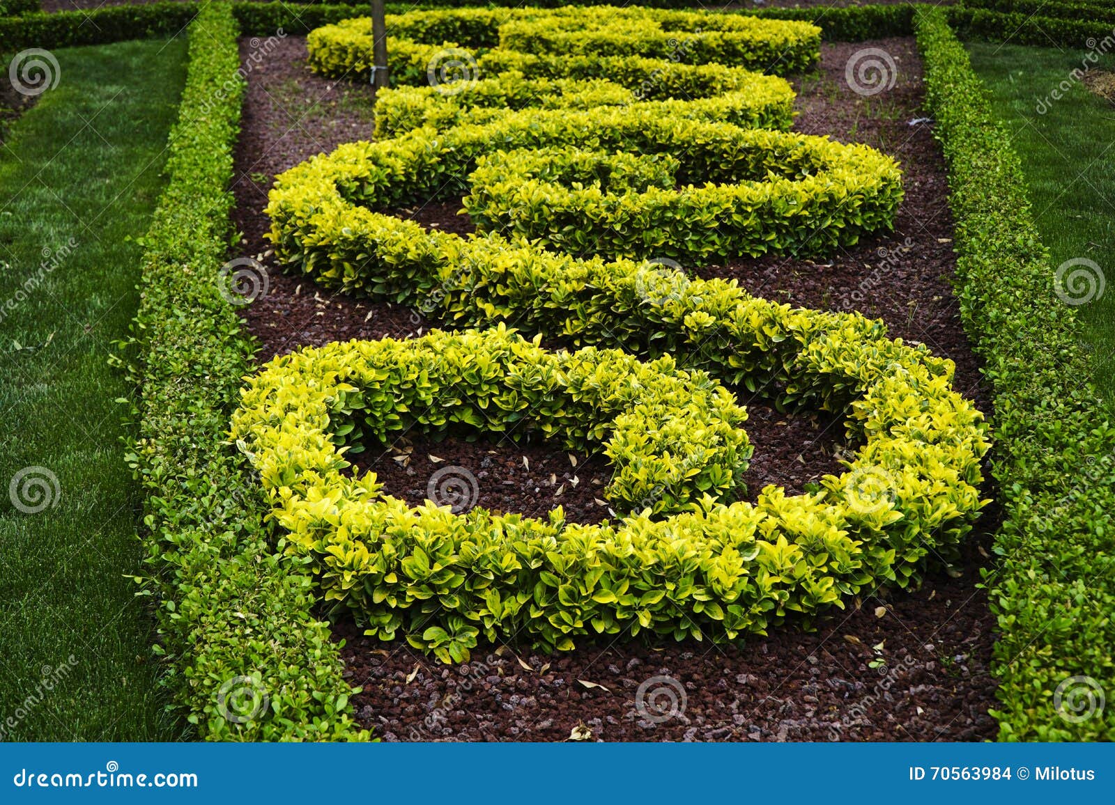 Cespugli Ornamentali in Un Parco Fotografia Stock - Immagine di parco ...