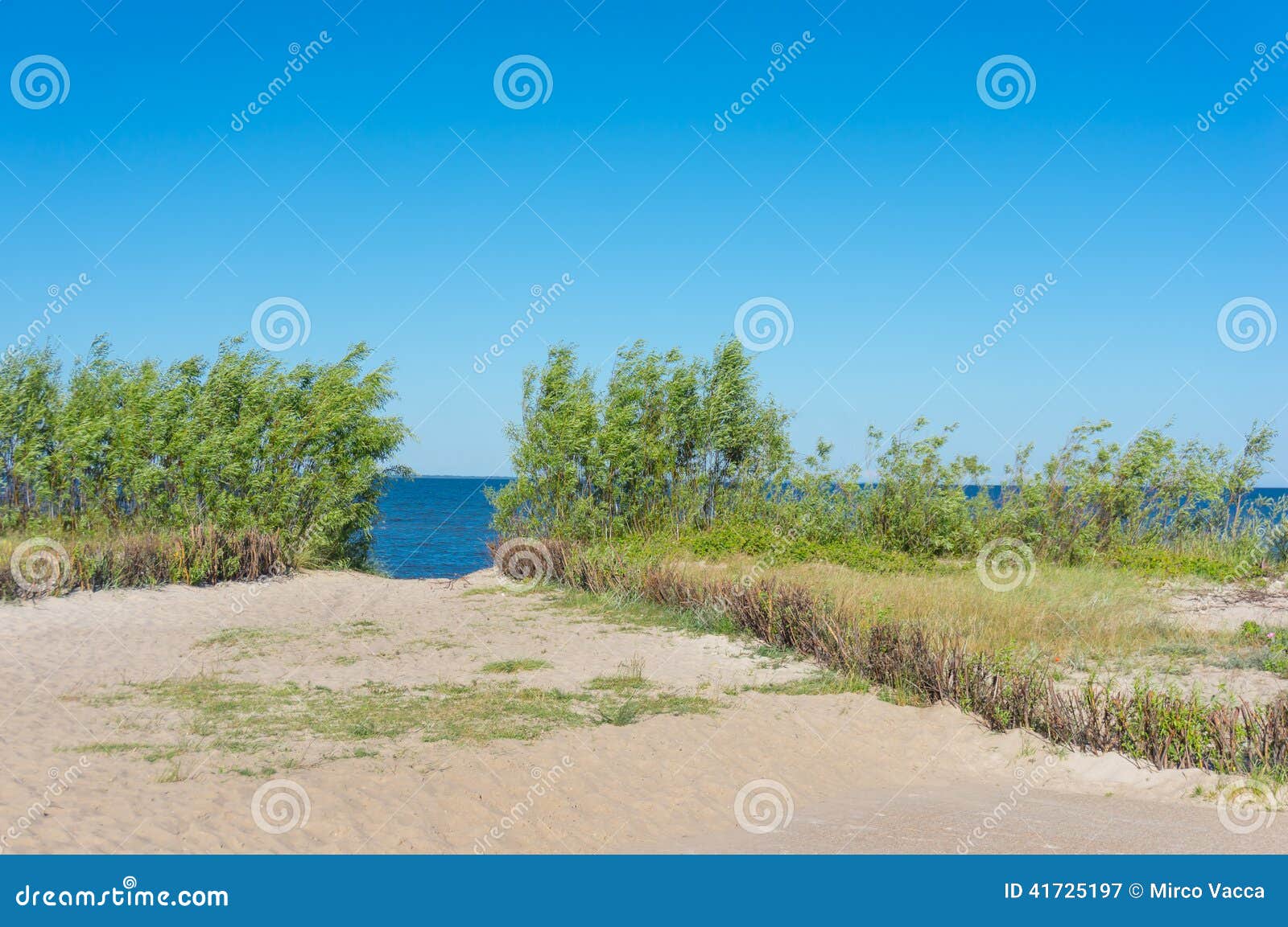 Cespugli verdi immagine stock. Immagine di esterno, arbusti - 41725197