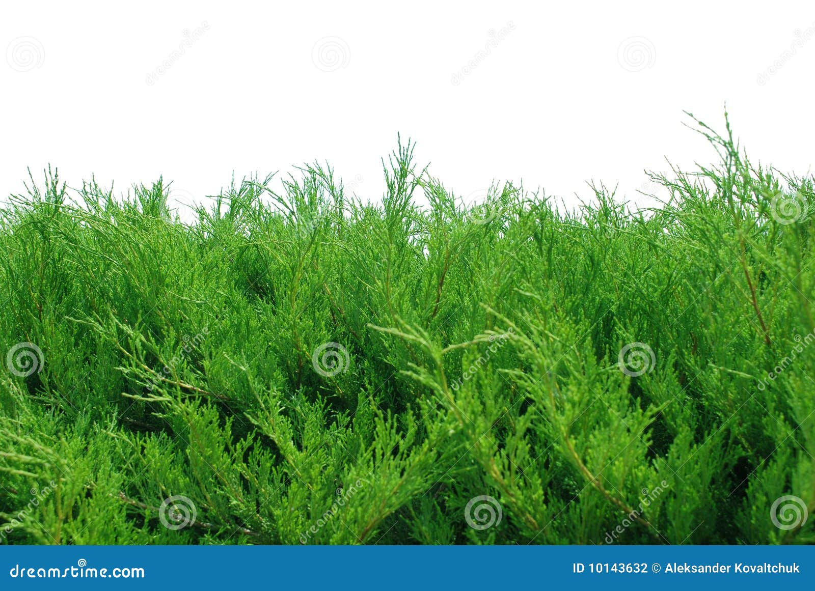 Cespugli Verdi Isolati Su Bianco Fotografia Stock - Immagine di naughty ...
