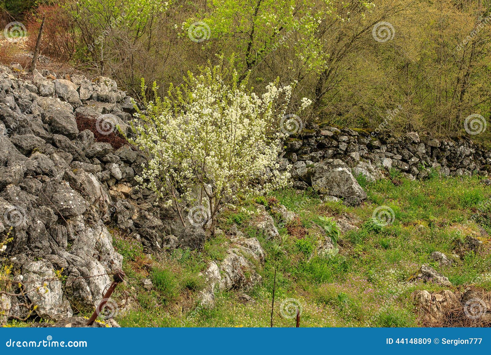 Cespuglio immagine stock. Immagine di pianta, bianco - 44148809