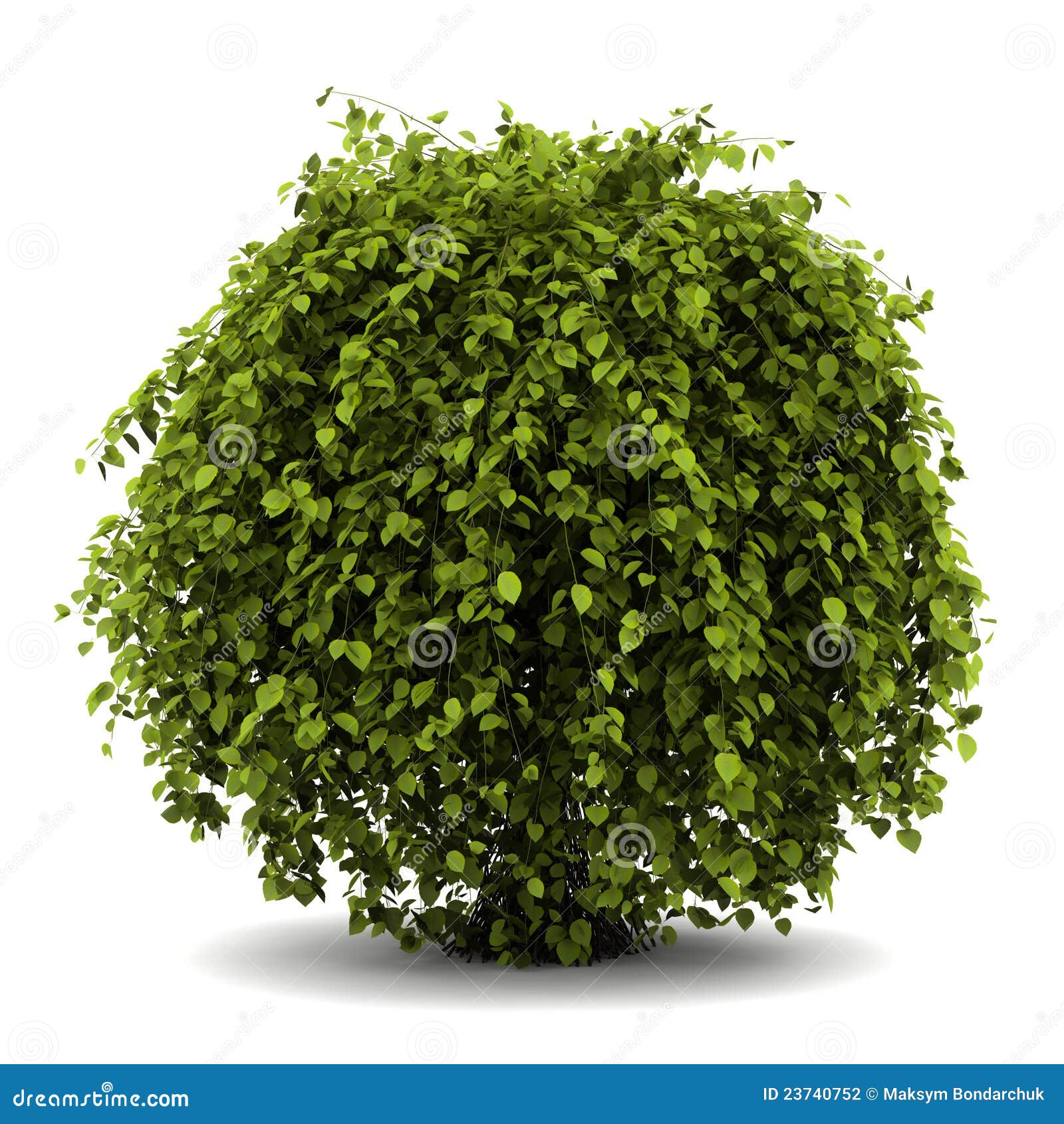 Cespuglio Comune Del Hornbeam Isolato Su Bianco Fotografia Stock ...