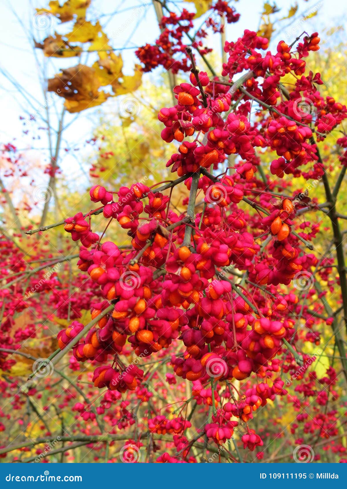 Cespuglio Con Le Bacche Rosse, Lituania Di Autunno Immagine Stock ...