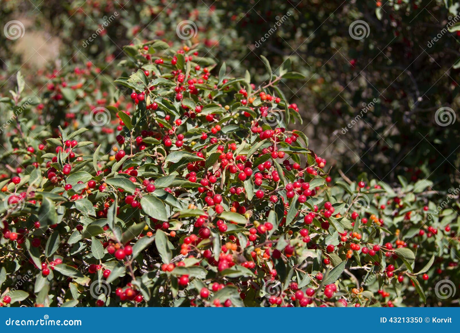 Cespuglio del crespino fotografia stock. Immagine di colorato - 43213350