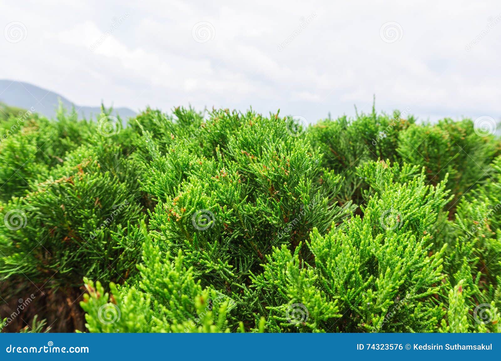 Cespuglio del pino fotografia stock. Immagine di foresta - 74323576