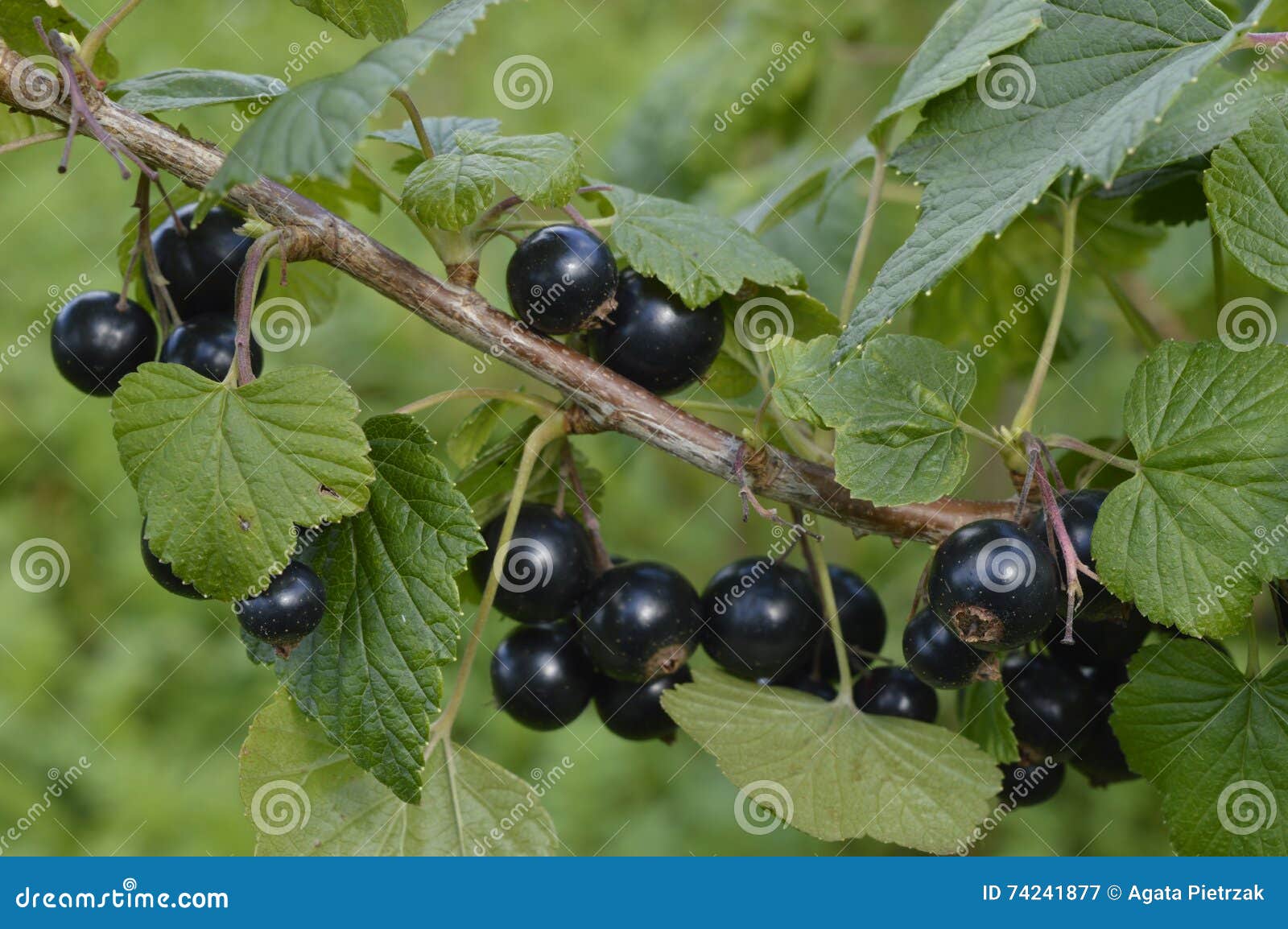 Cespuglio del ribes nero immagine stock. Immagine di bacca - 74241877