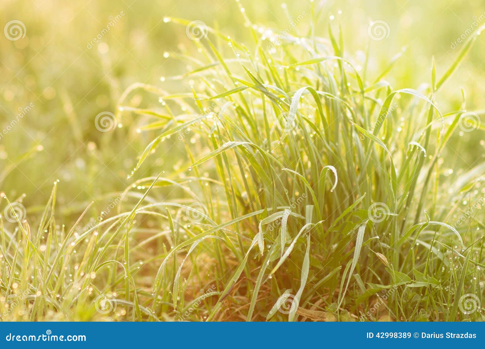 Cespuglio dell'erba immagine stock. Immagine di gocce - 42998389