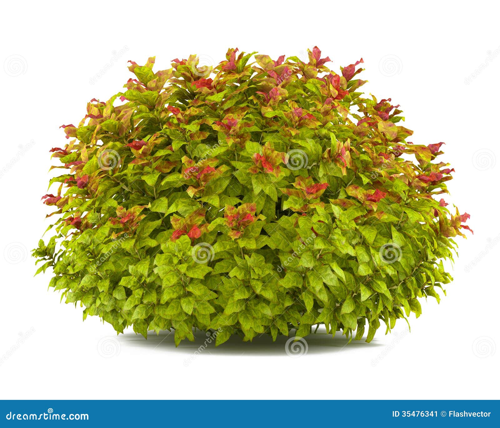 Cespuglio Della Pianta Isolato. Spiraea Illustrazione di Stock ...