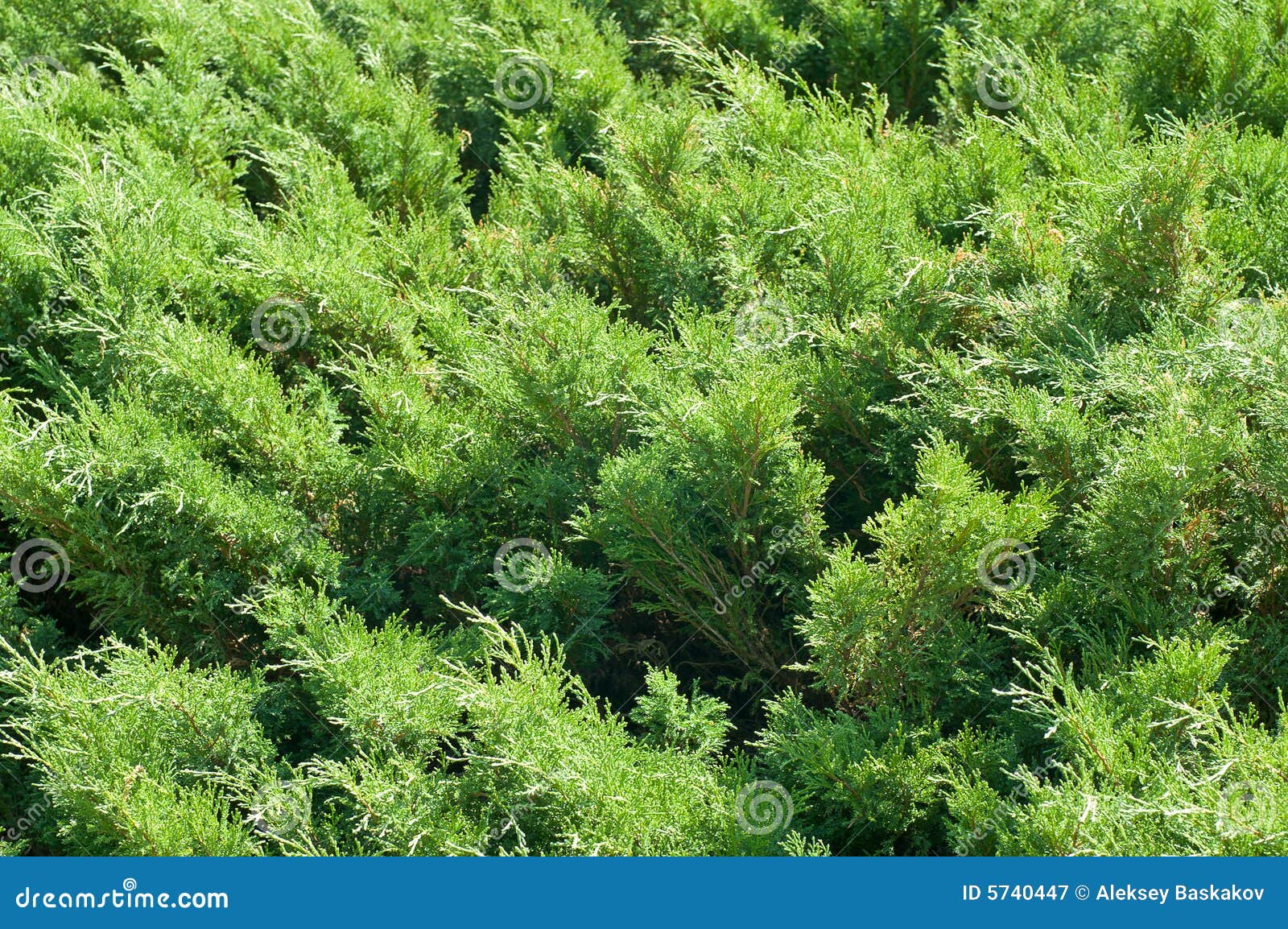 Cespuglio di ginepro immagine stock. Immagine di filiale - 5740447
