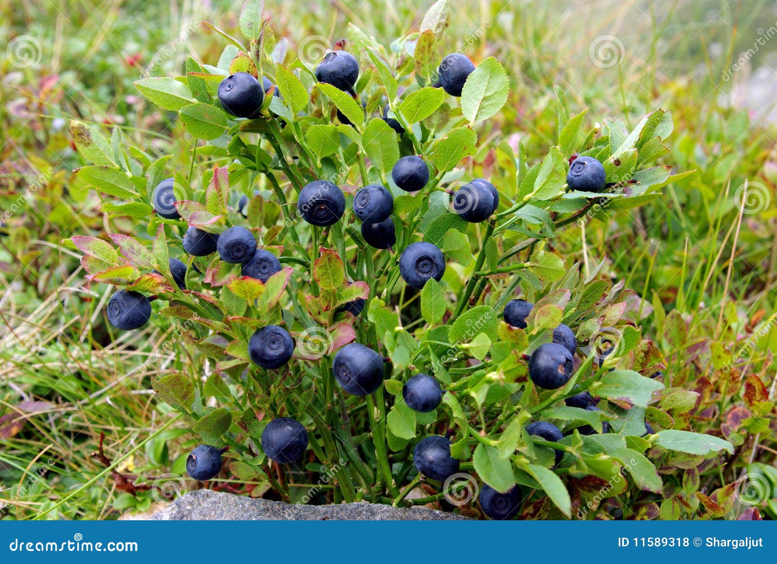 Cespuglio di mirtillo fotografia stock. Immagine di frutta - 11589318